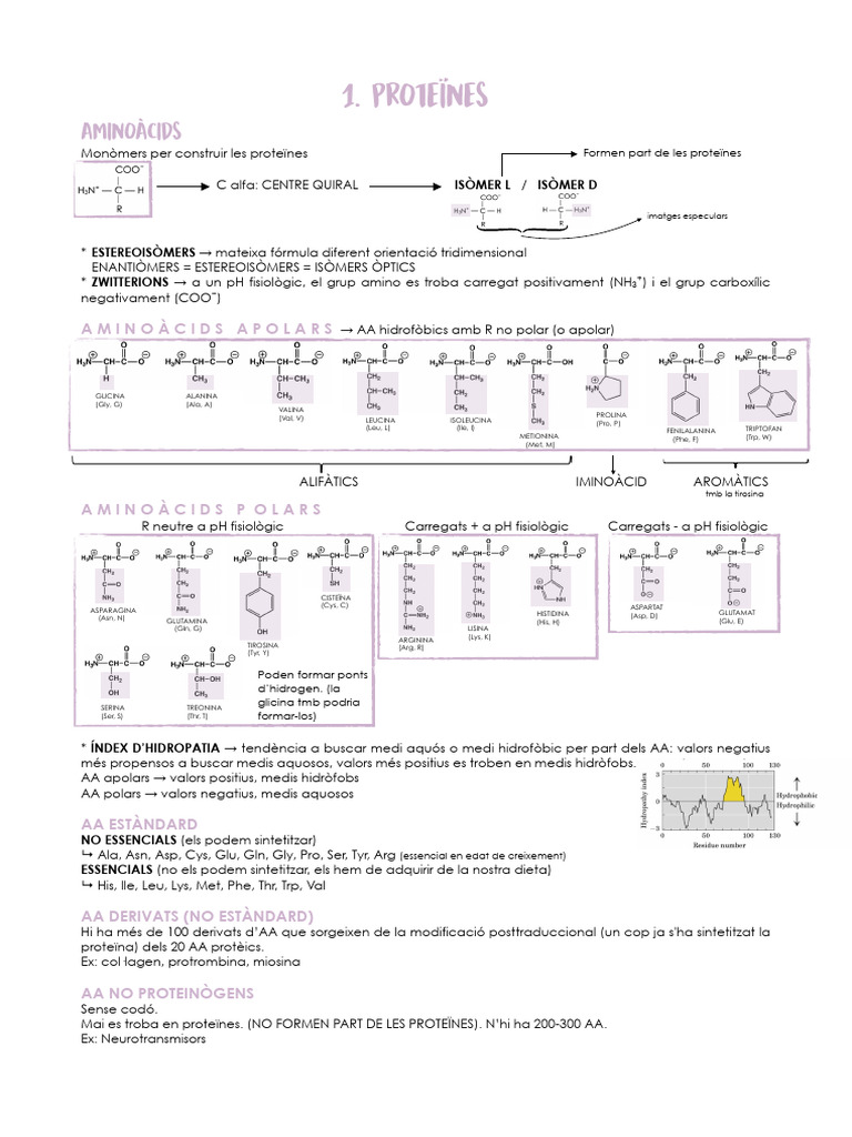 Proteïnes: Aminoàcids | PDF
