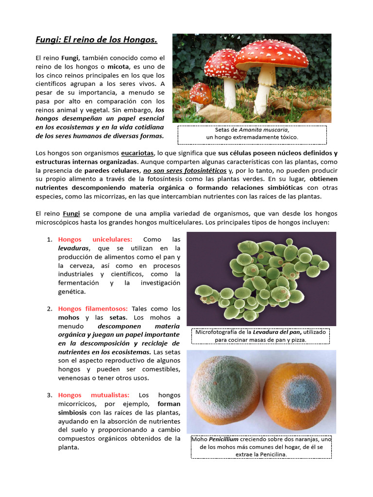 Apunte Reino Fungi | PDF | Hongo | Seta