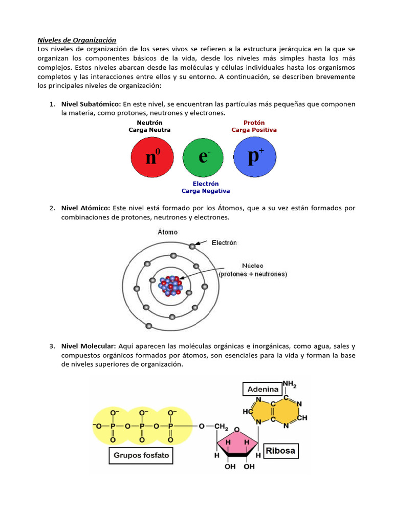 Apunte Niveles de Organización | PDF | Organismos | Biología Celular)