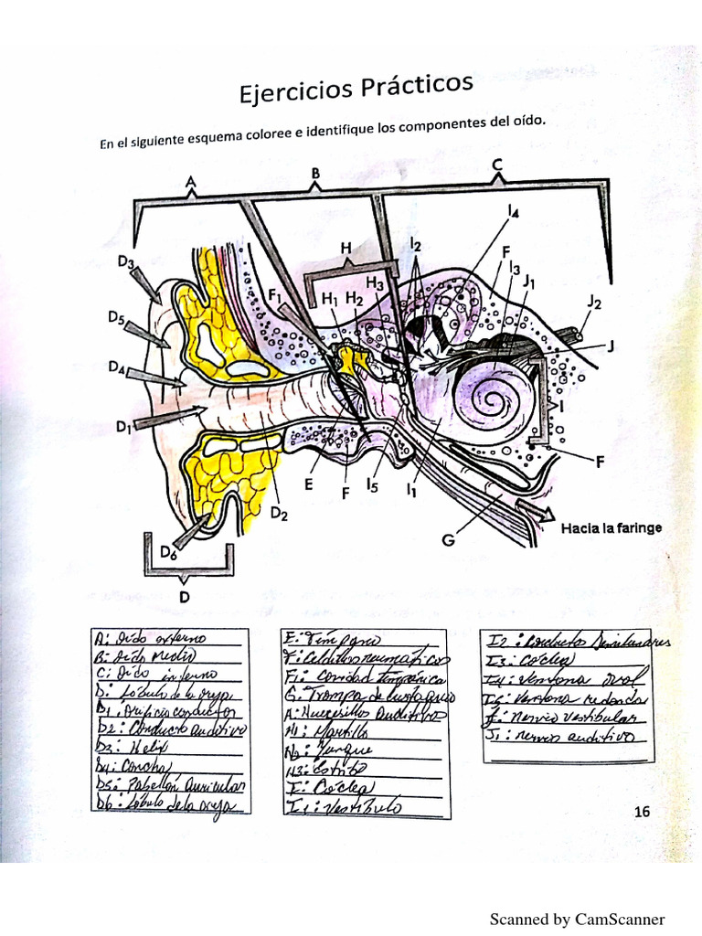 Manual LAB Otorrinopdf | PDF Manual LAB Otorrinopdf | PDF