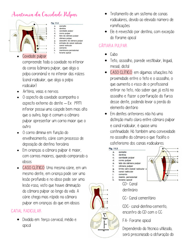Anatomia Da Cavidade Pulpar - 230802 - 153135 | PDF | Dente | Dentina