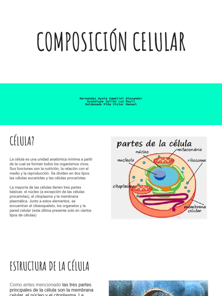 Composición Celular | Descargar gratis PDF | Biología Celular) | Citoplasma