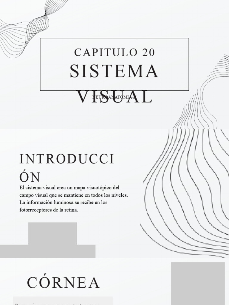 CAPÍTULO 20. SISTEMA VISUAL | PDF | Percepción visual | Corteza visual