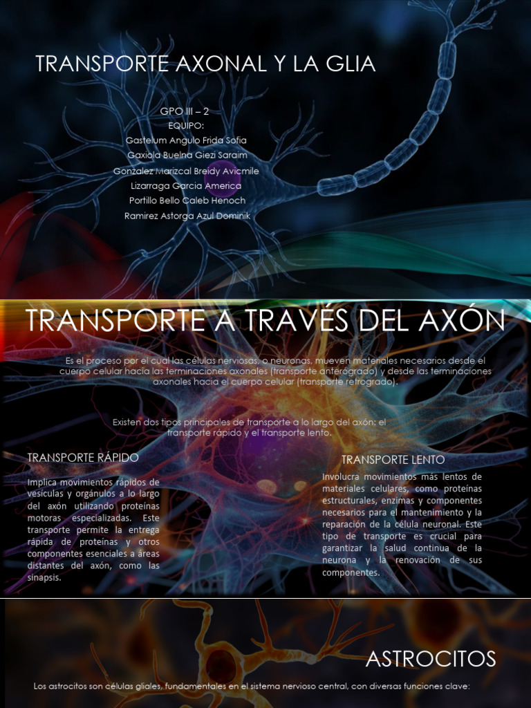 TRANSPORTE AXONAL Y LA GLIA | PDF | Mielina | Axon