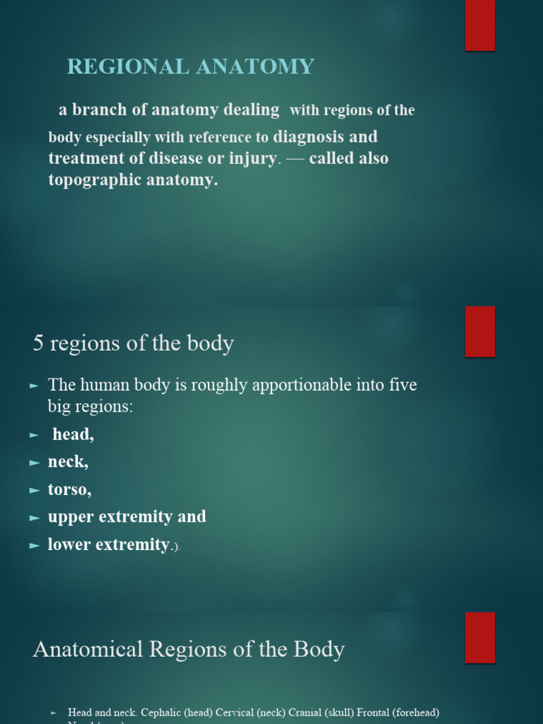 Regional anatomy | PDF