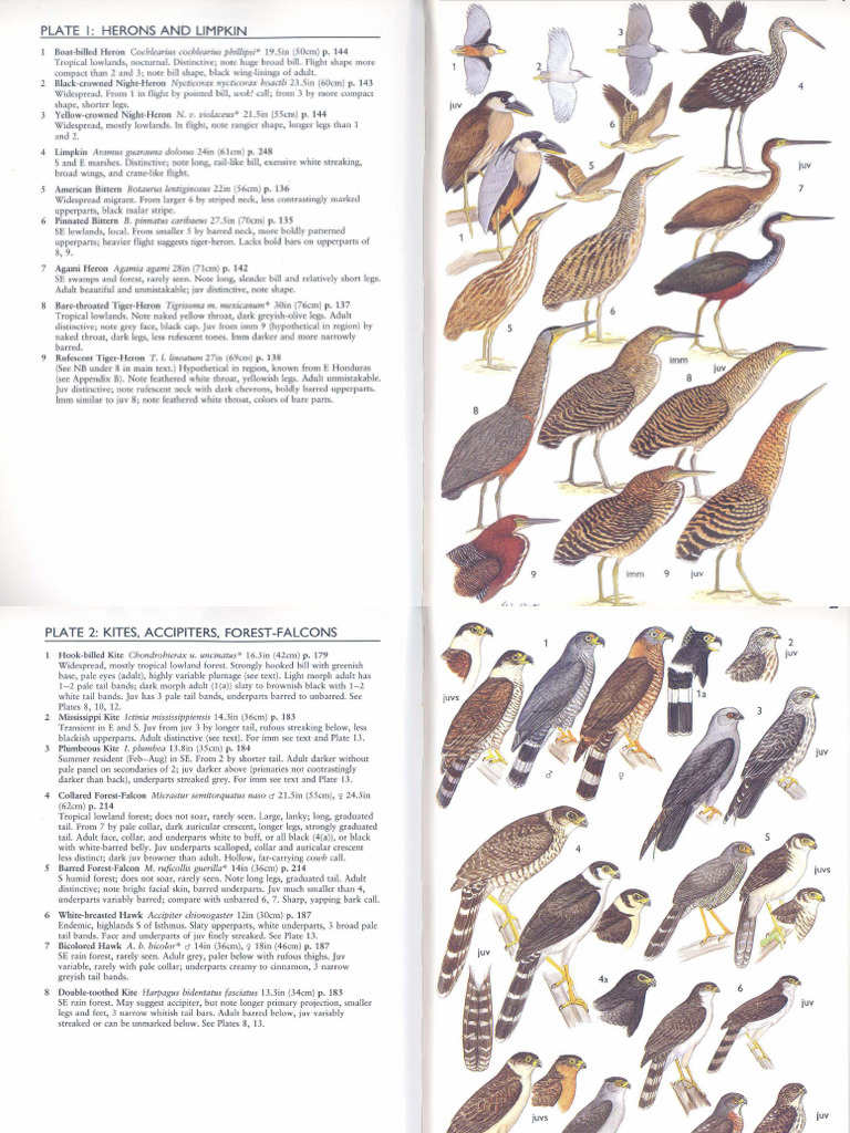 Indiana Water Birds Identification Guide | PDF | Birds Of North America ...