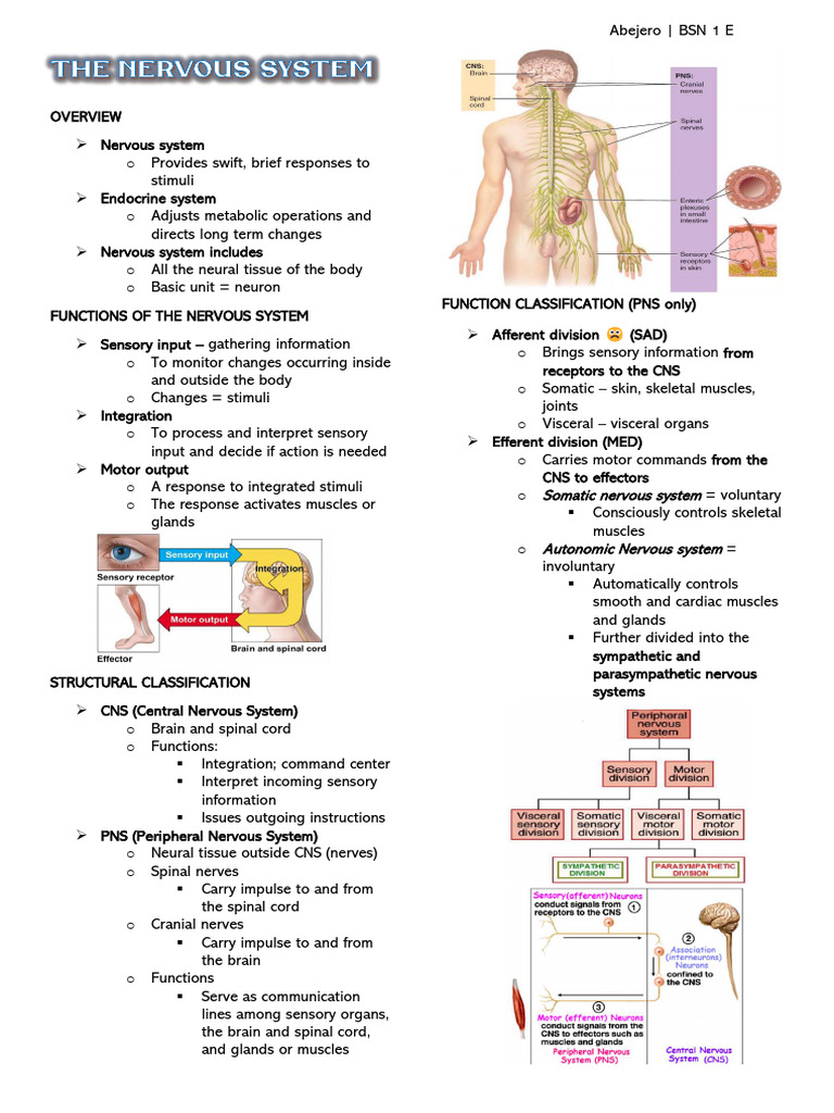 The Nervous System | PDF | Action Potential | Axon