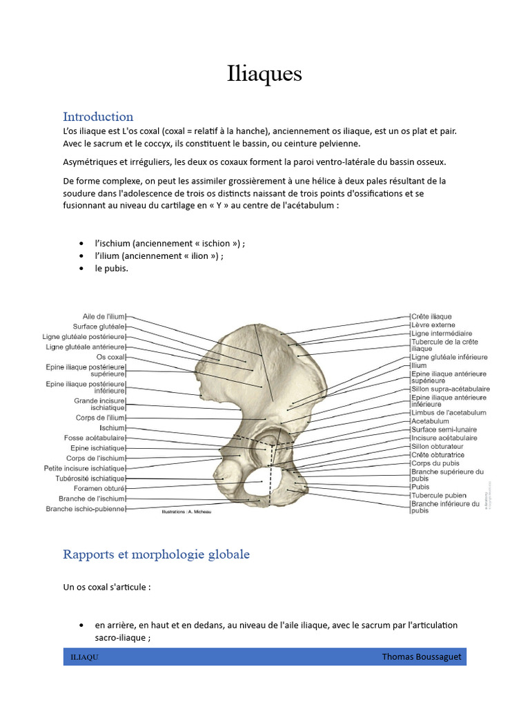 Anatomie de l'os iliaque et ses structures | PDF | Bassin (anatomie ...