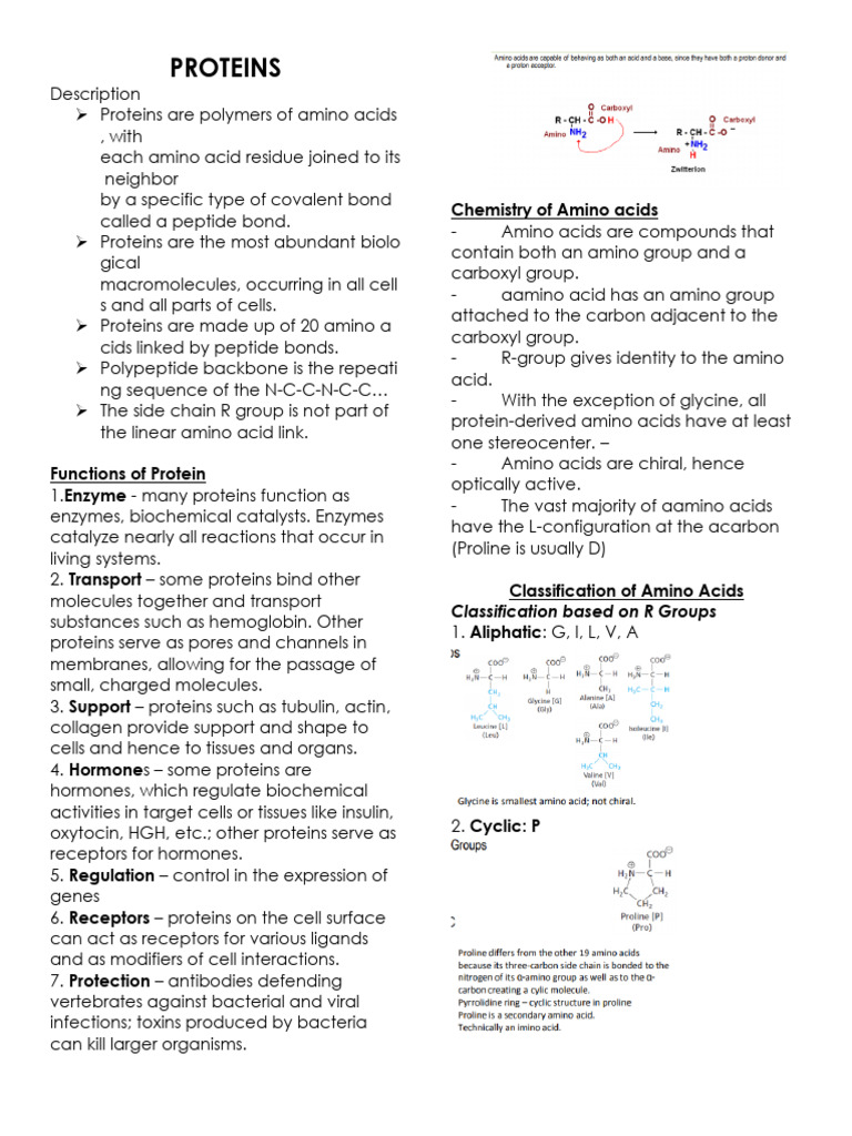 PROTEINS | PDF | Amino Acid | Proteins