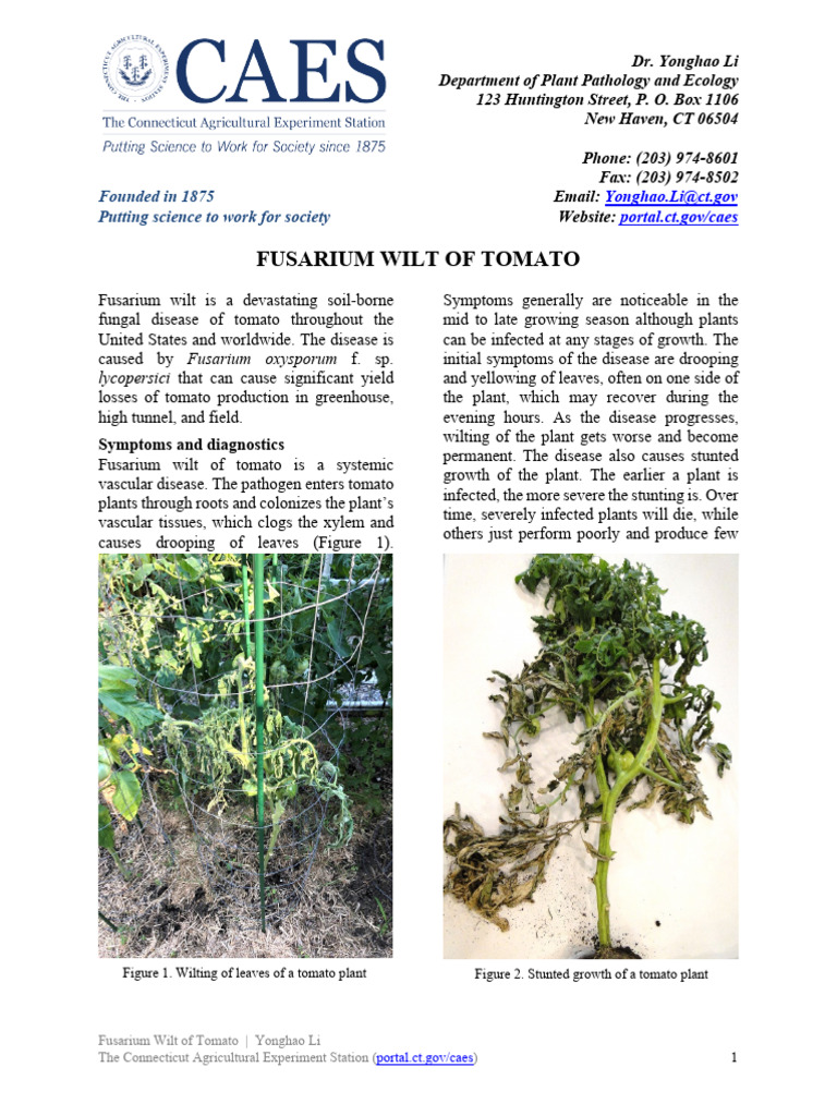 Fusarium Wilt of Tomato | PDF | Branches Of Botany | Medical Specialties
