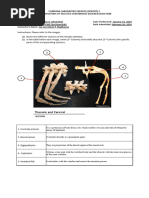 Cat Head and Neck Muscle Anatomy | PDF