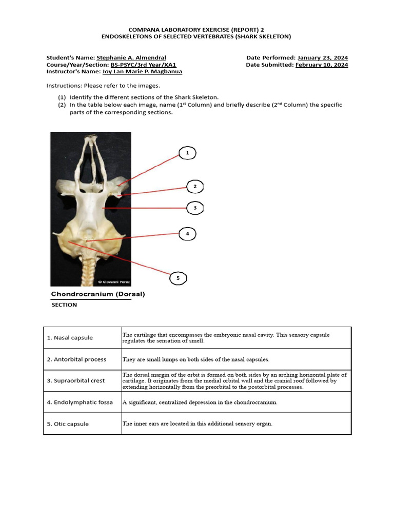 COMPLAB EXERCISE 2 SHARK (2) | PDF | Vertebral Column | Vertebra