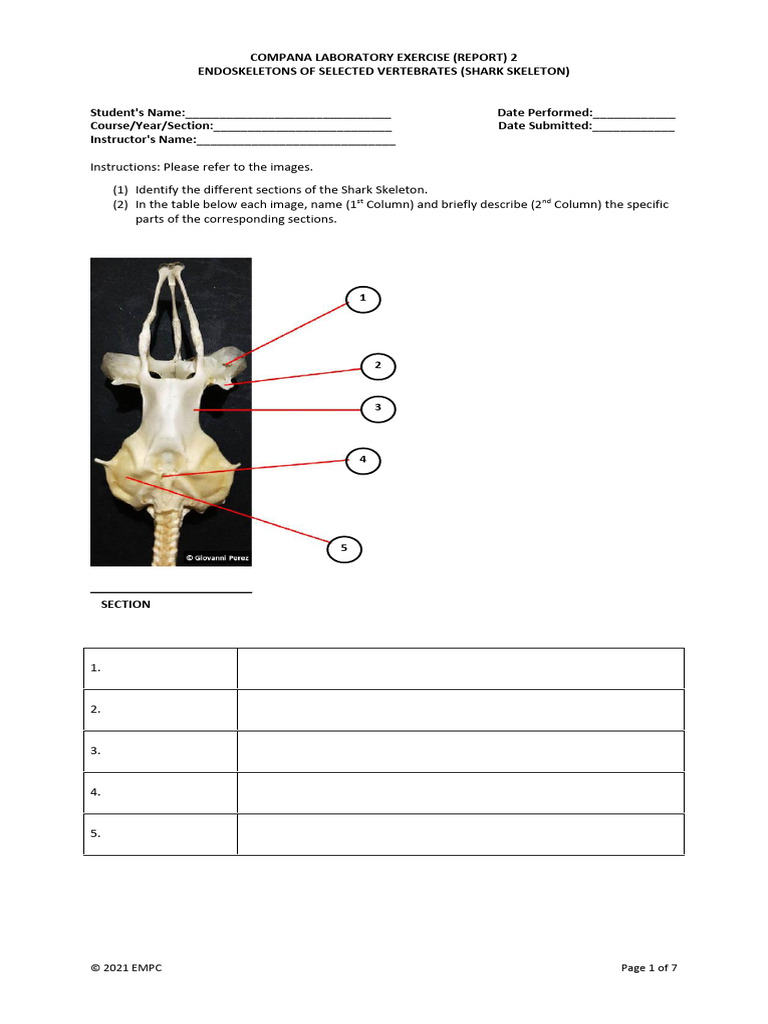 Complab Exercise 2 Shark | PDF | Skeleton | Vertebra