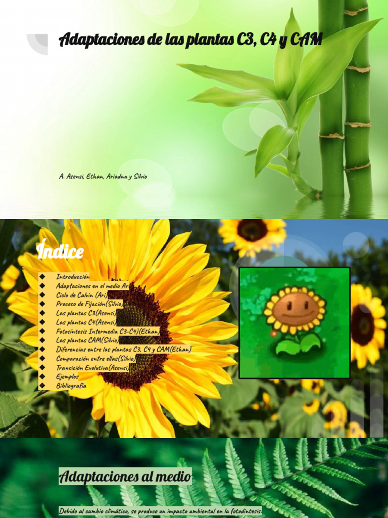 Adaptaciones de Las Plantas C3, C4 y CAM | PDF | Fotosíntesis | Plantas