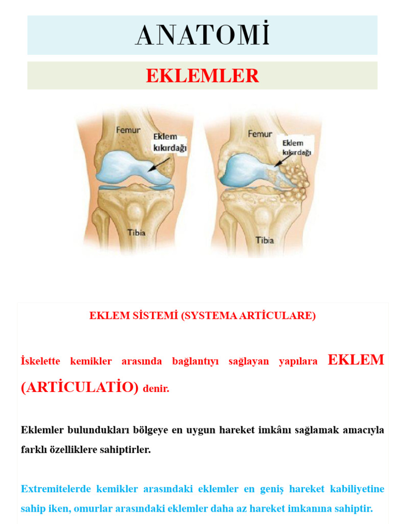 3 2022-Beu Eklemler | PDF