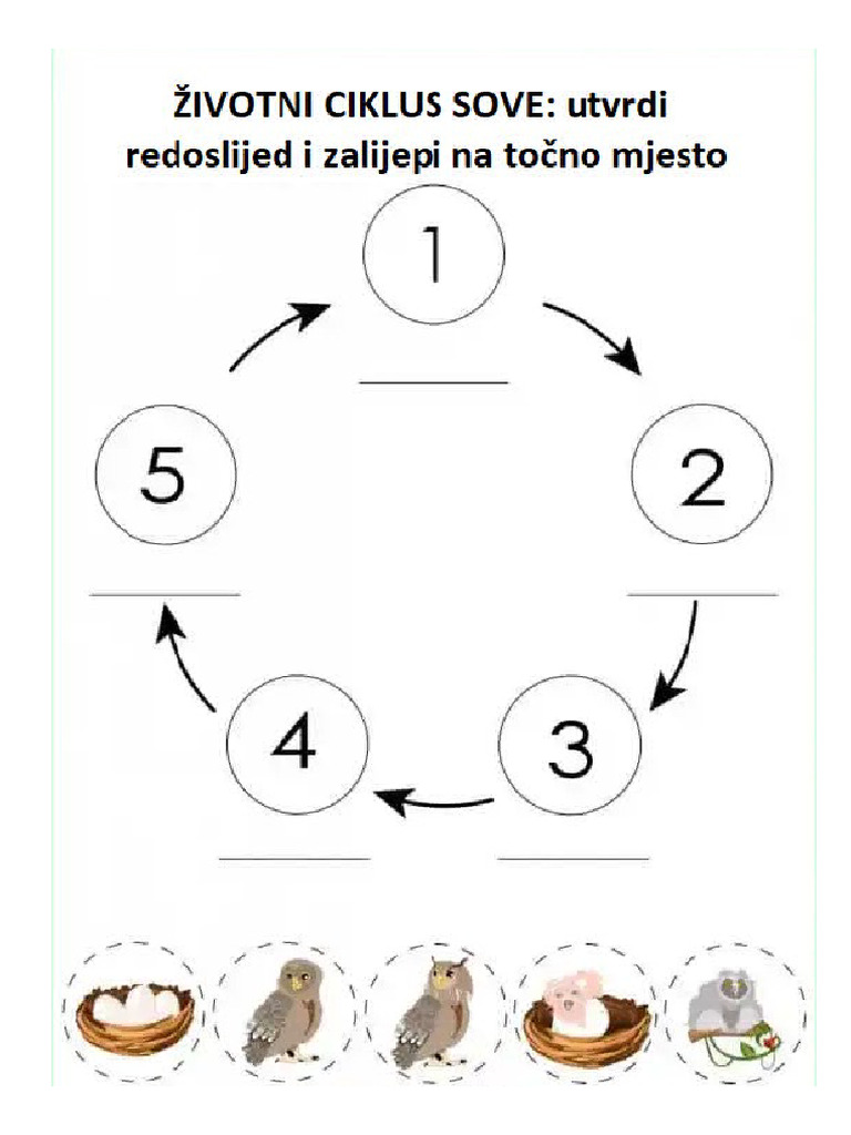 Zivotni Ciklus Sove | PDF