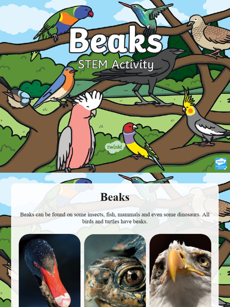 Au SC 2161 Bird Beak Adaptation Powerpoint English Ver 1 | PDF | Birds | Beak