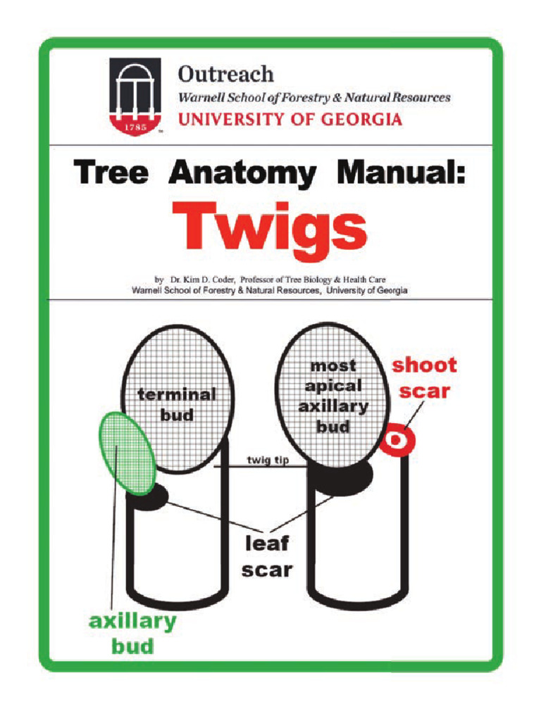 Tree Anatomy Twigs Pub 12-24 - Tree Anatomy Manual Twigs ARBOR-H | PDF