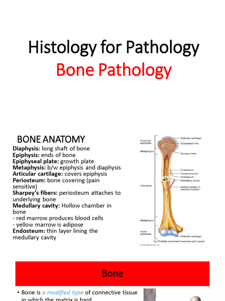 Bone Histology 1 Pdf Bone Osteoblast