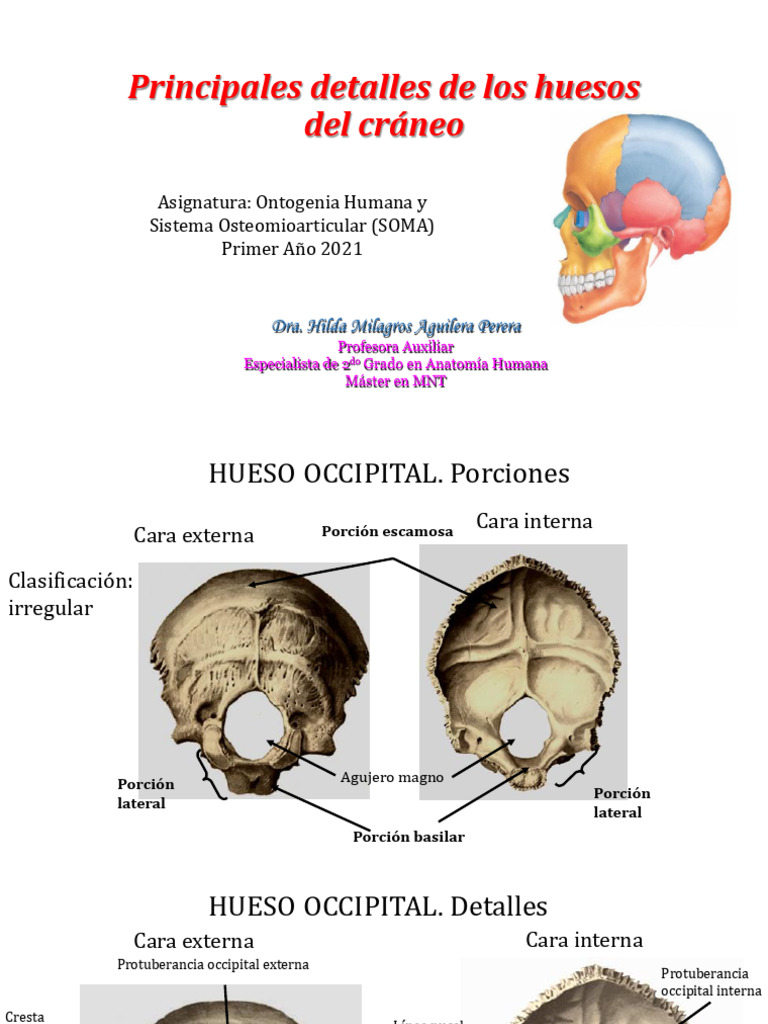 Principales Detalles De Los Huesos Del Cráneo Pdf Anatomía Cabeza