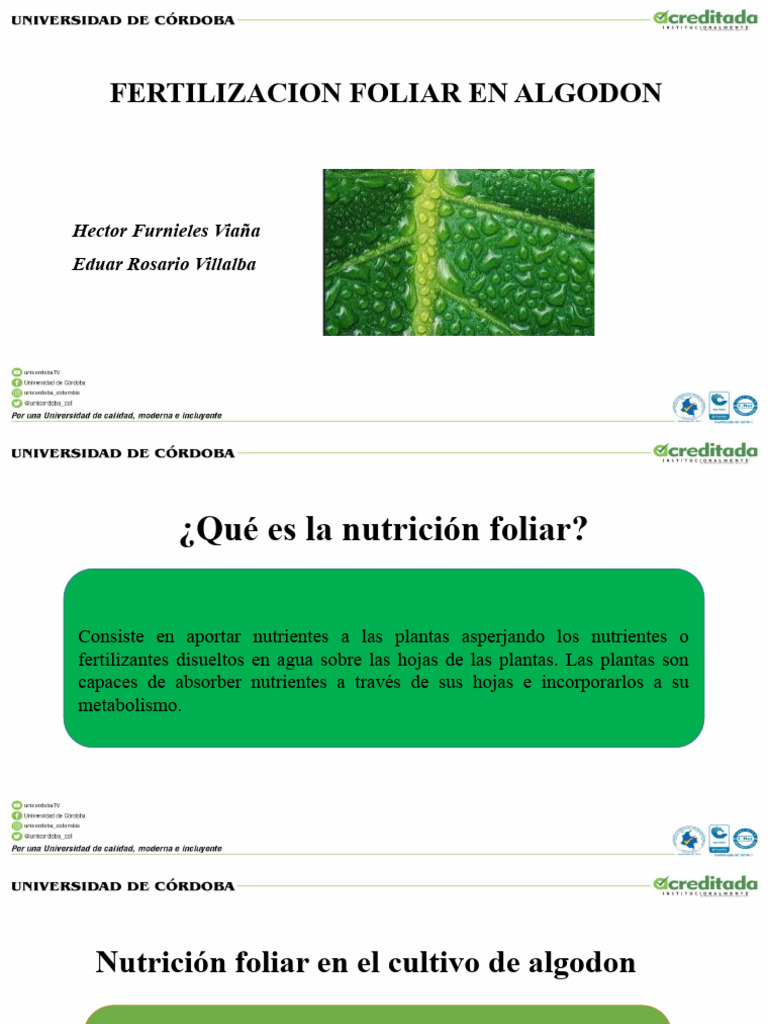 Fertilización Foliar en Algodón | PDF | Hoja | Fertilizante