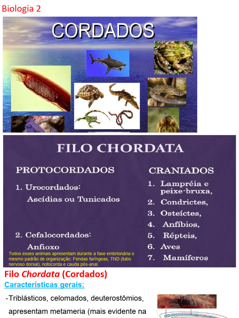 Aula Cordados - PROTOCORDADOS - CICLOSTOMADOS E PEIXES - 2023 | PDF ...