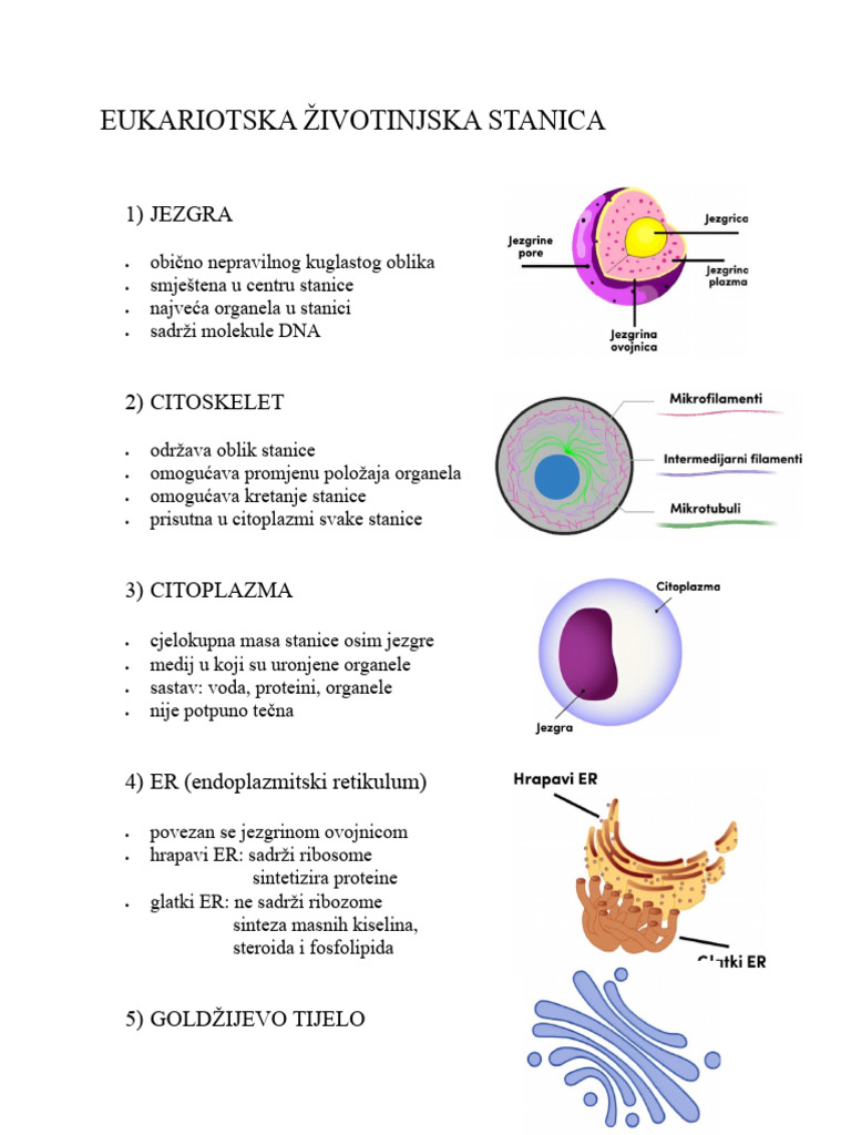Eukariotska Stanica Biologija | PDF