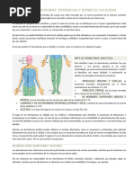 Dermatomas y Miotomas | PDF | Nervio | Sistema musculoesquelético