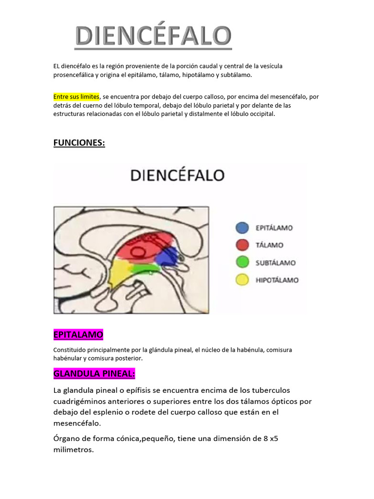 Diencefalo y 3, 4 Par Craneal | PDF | Hipotálamo | Neurociencia