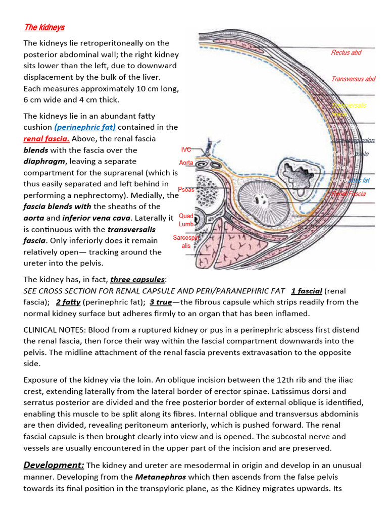 kidneys | PDF | Kidney | Pelvis