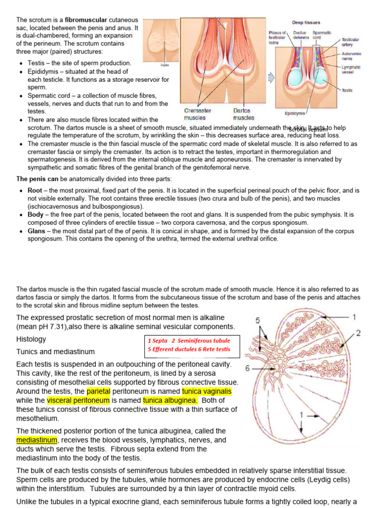 Scrotum and Others | PDF | Testicle | Ovary