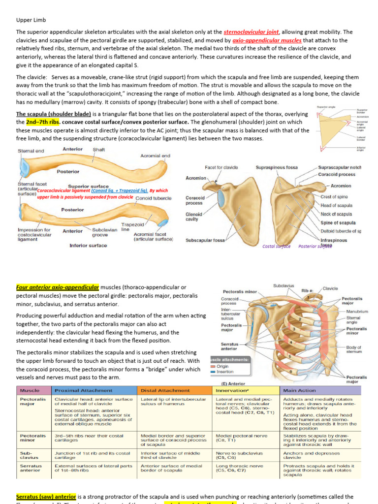 Upper Limb | PDF | Shoulder | Anatomical Terms Of Motion