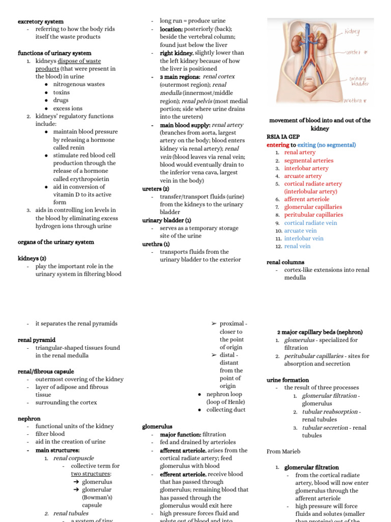 Urinary System | PDF | Kidney | Endocrine System