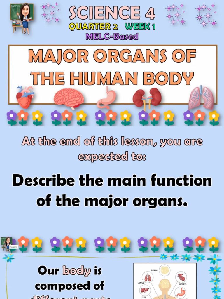 Major Organs of The Human Body | PDF