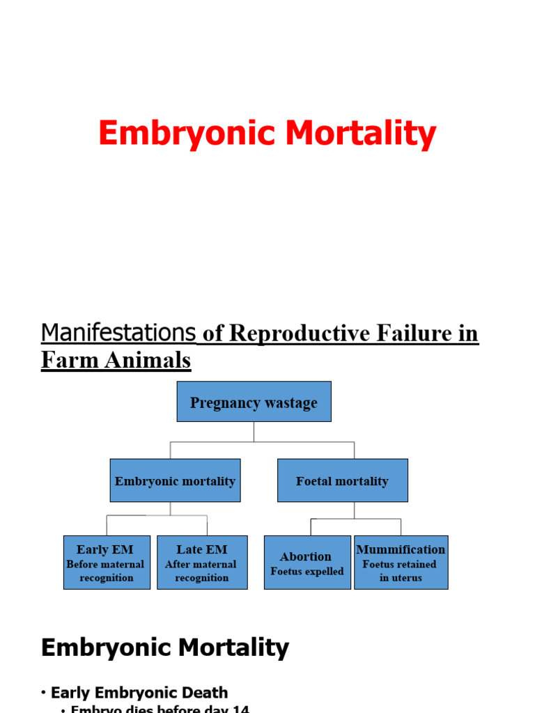 4th Embryonic Mortality | PDF | Embryo | Uterus