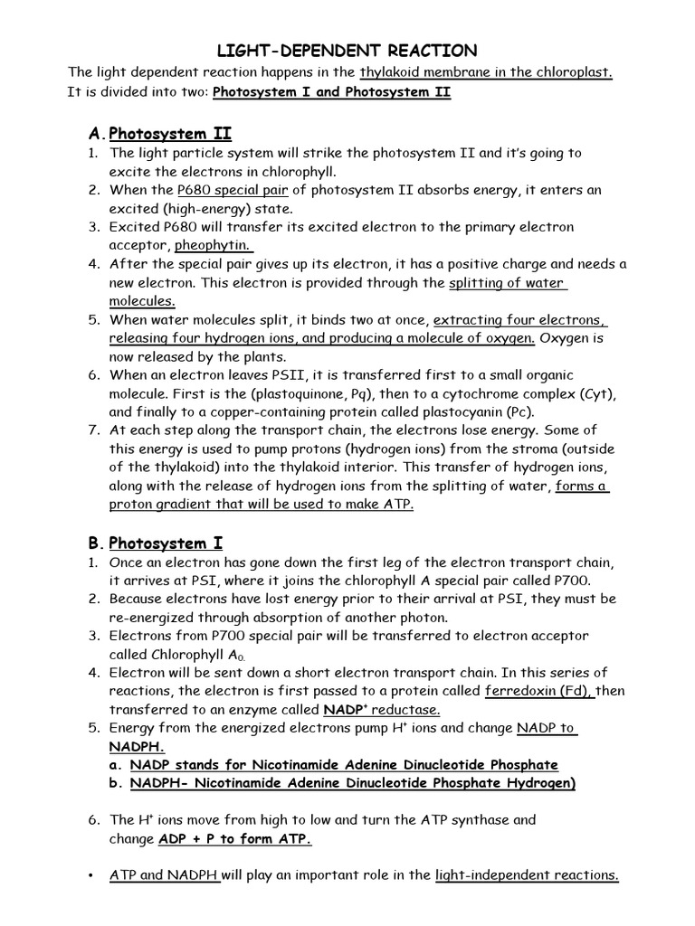 Light Dependent Reaction Summary | PDF | Cell Biology | Nutrients