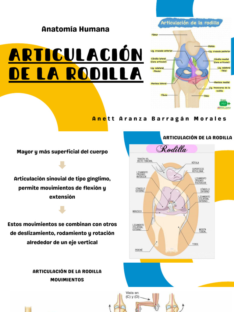 Articulación de La Rodilla - Anatomía | PDF | Rodilla | Articulación
