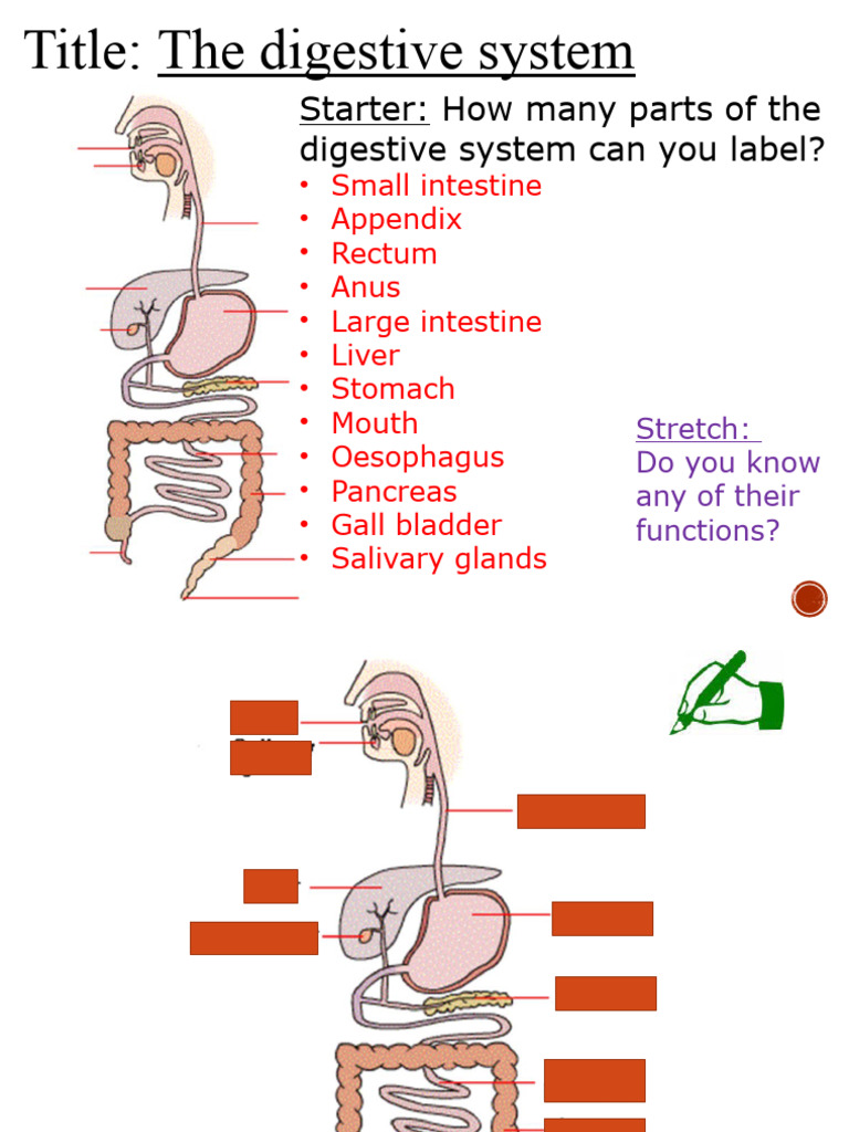 Digestive System and Liver Functions | PDF | Human Digestive System ...