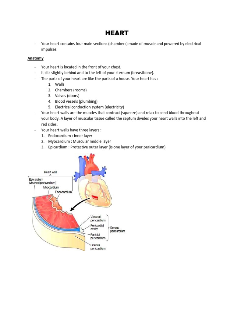 HEART | PDF | Heart | Atrium (Heart)