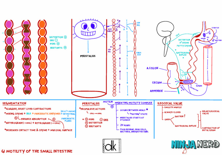 11. Gi Motility of Small Intestine | PDF