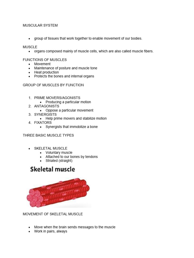 Muscular-Endocrine 1 | PDF | Skeletal Muscle | Anatomy