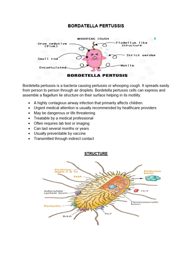 Bordatella Pertussis | Download Free PDF | Infection | Bacteria