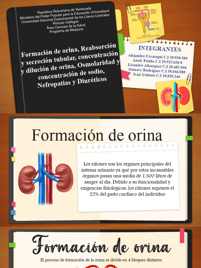 Presentación de Los Riñones | PDF | Riñón | Orina