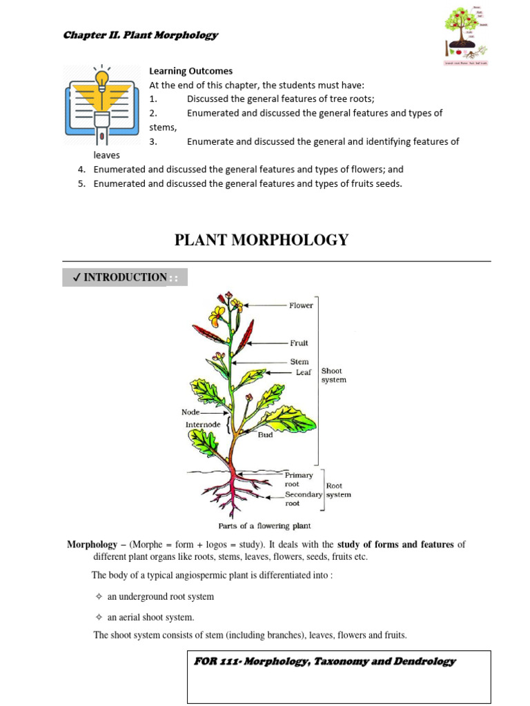 Chapter II. Plant Morphology | PDF | Home & Garden | Science & Mathematics