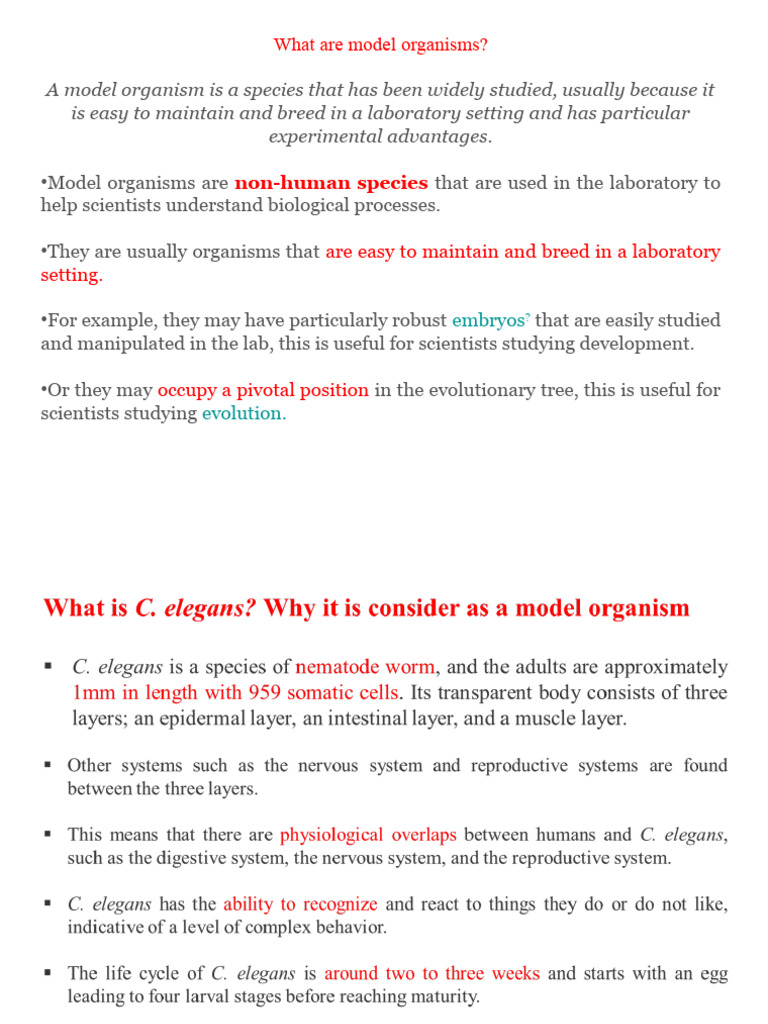 Model Organisam College | PDF | Model Organism | Drosophila Melanogaster