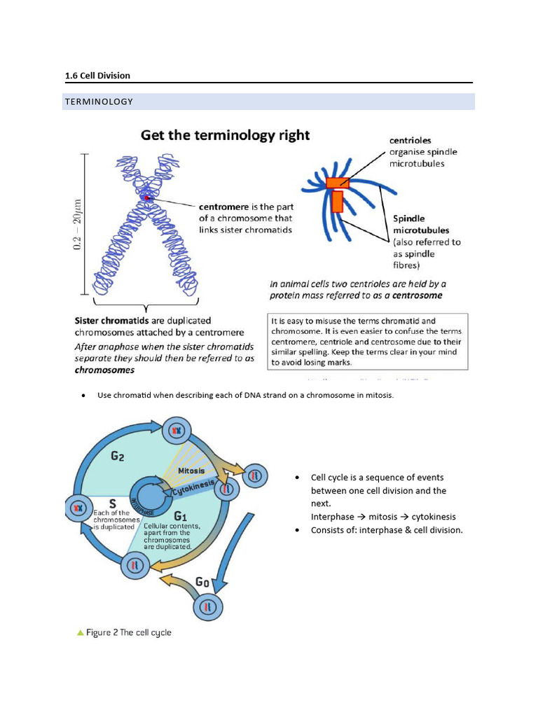 IB Biology - Cell Division | PDF | Mitosis | Cell Cycle