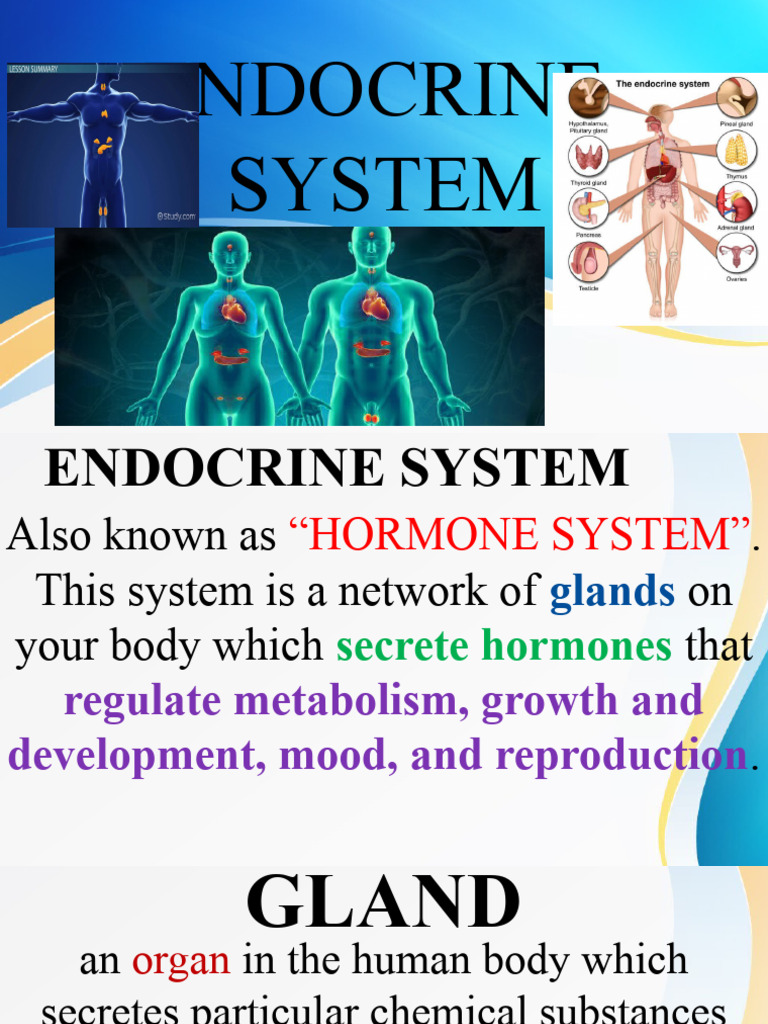 Endocrine System Pdf Endocrine System Hormone