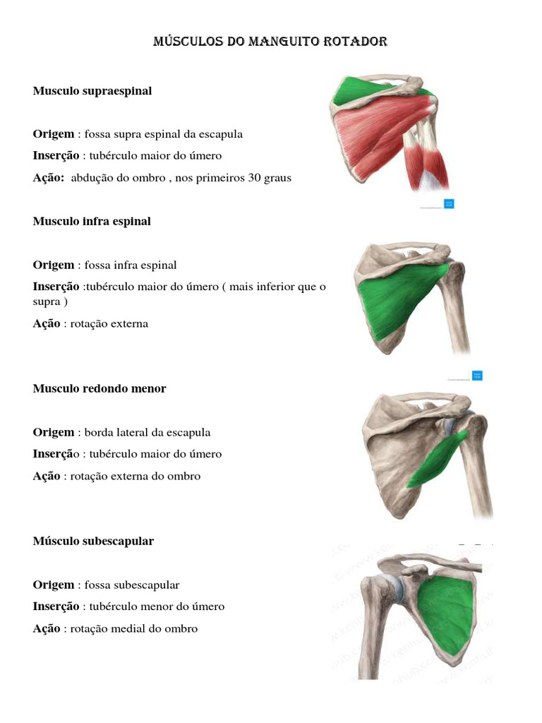 Músculos do Manguito Rotador: Origem e Inserção | PDF | Anatomia ...