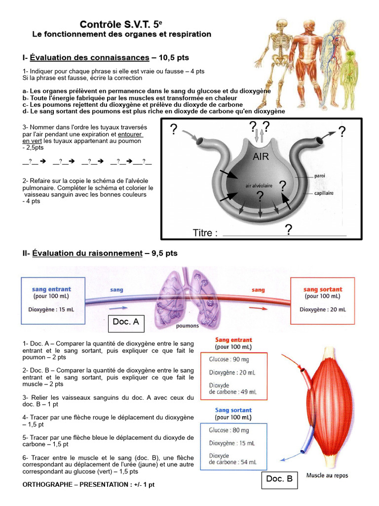Évaluation SVT 5e : Respiration et Muscles | PDF