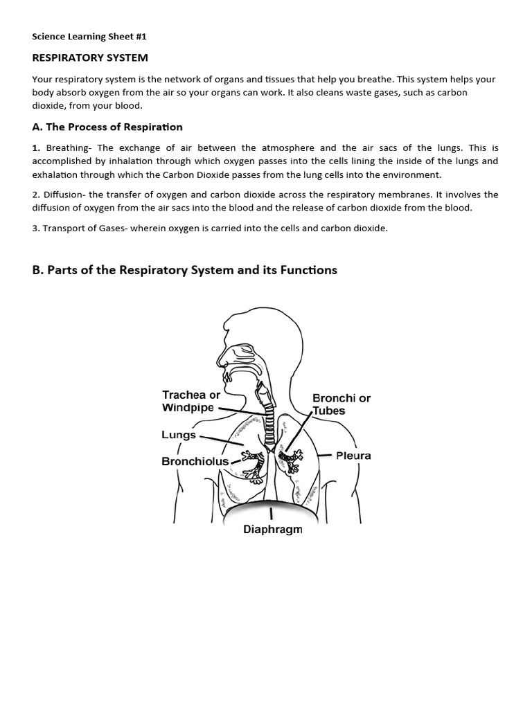 Science Learning Sheet 1 RESPIRATORY SYSTEM | Download Free PDF ...